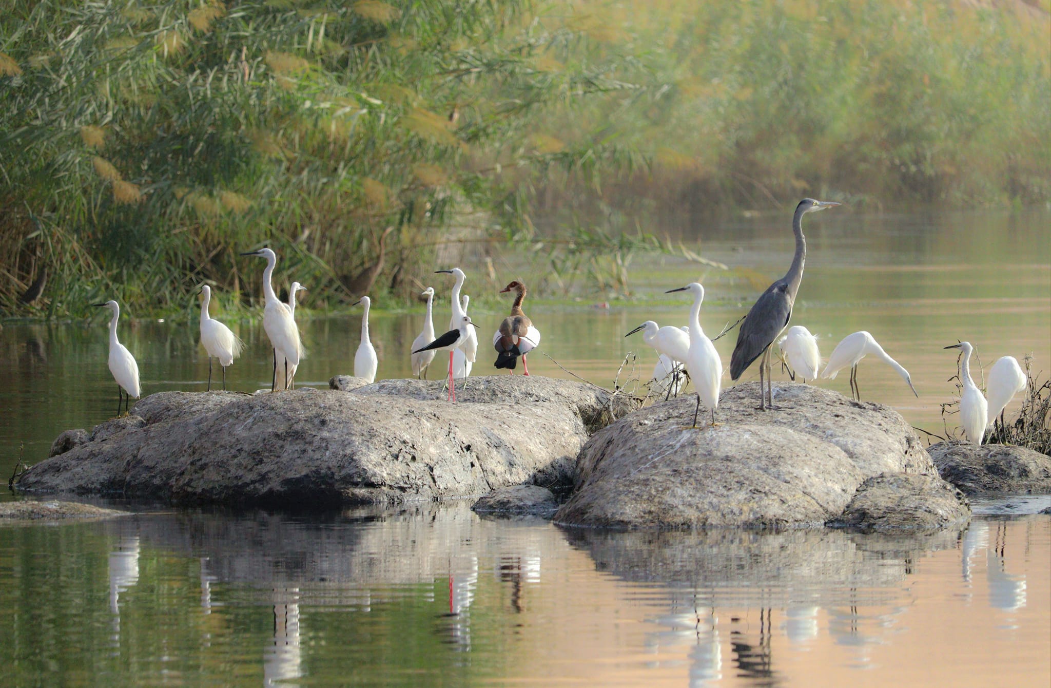 Vogelbeobachtung in Assuan: Die schönsten Vögel am Nil entdecken
